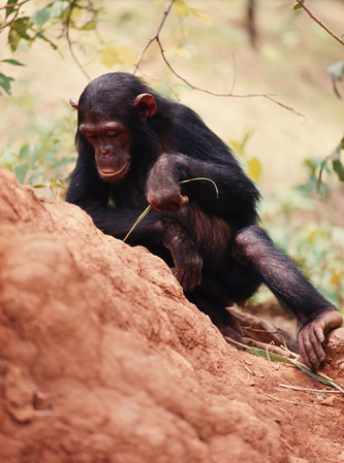 jane goodall chimps using tools