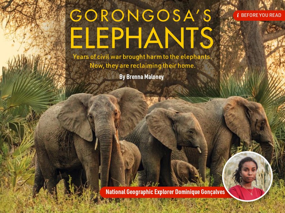 Gorongosa’s Elephanths - Pathfinder January/February 2020