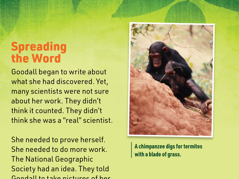 can chimpanzees write