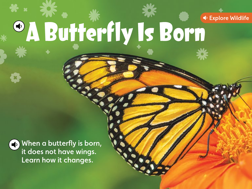 butterfly born