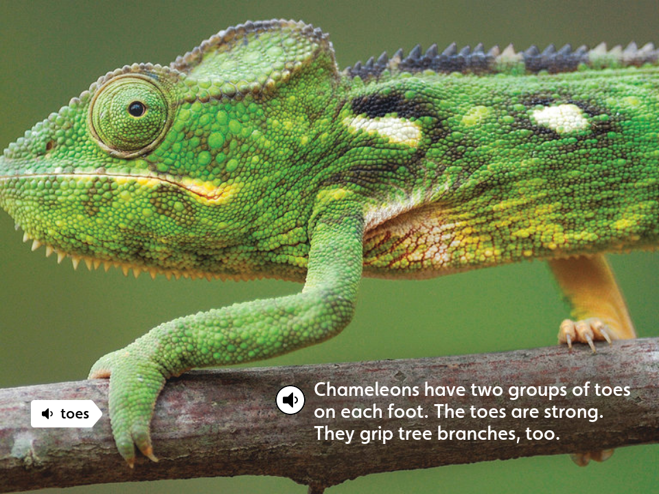 Chameleons - Tail - Chameleons!