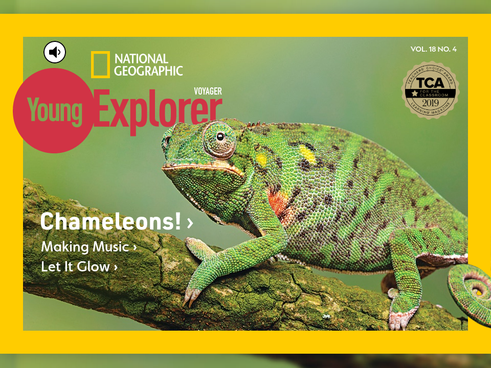 Chameleons - Tail - Chameleons!