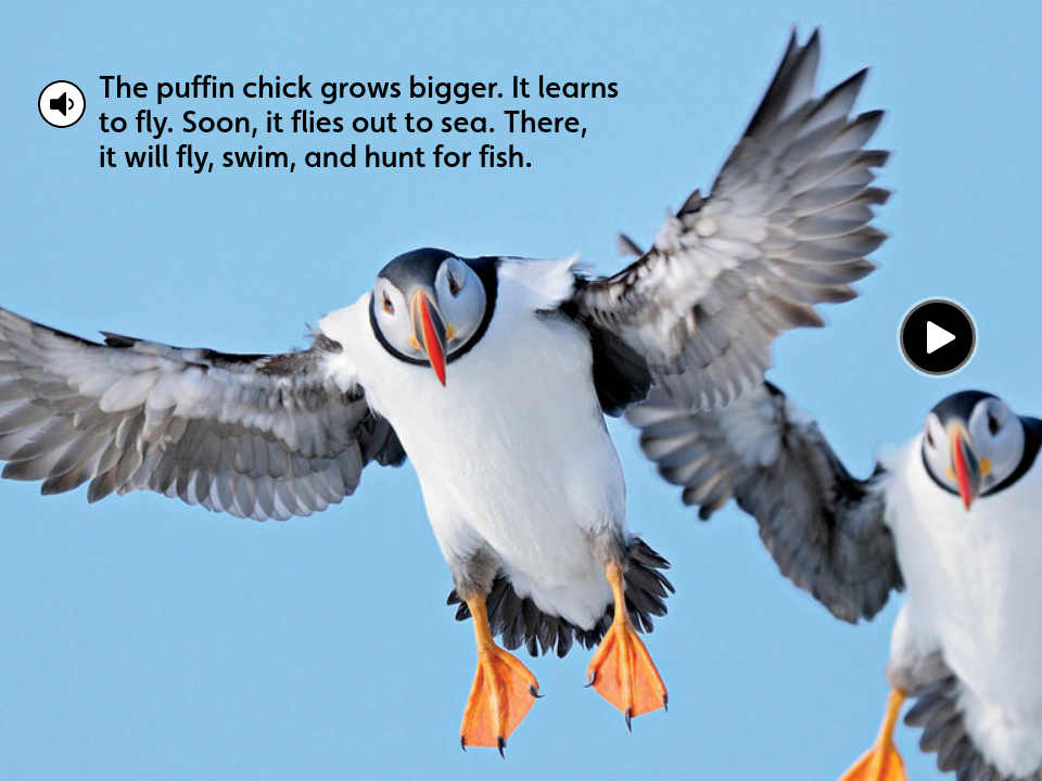 Puffin - Fly - Voyager March 2019